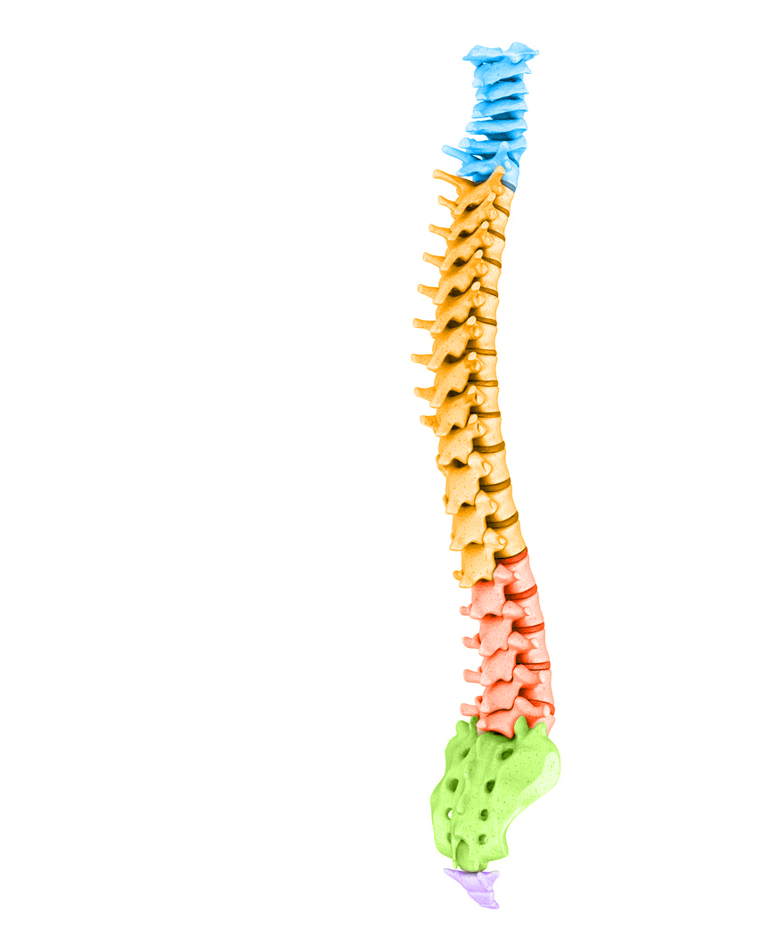 Spine Simulator | Spine and Nerve Center of Nigeria